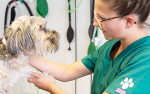 Croydon Vets, Croydon, London | Croydon Vets